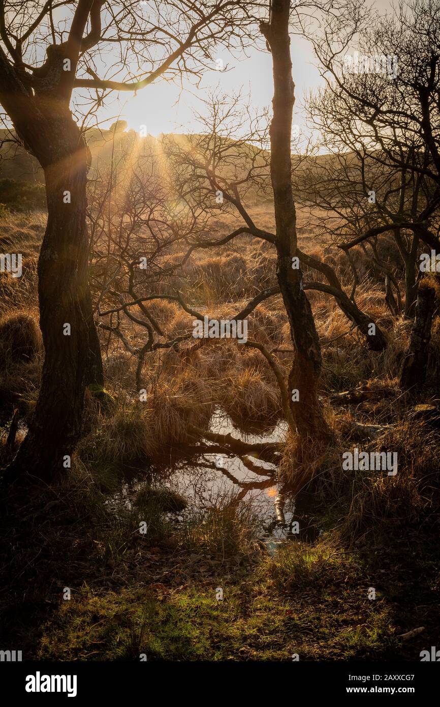 Bog burst hi-res stock photography and images - Alamy