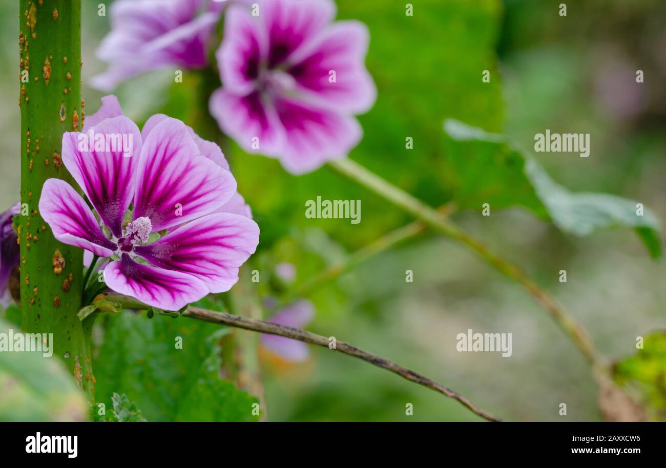 Purple mallow flower in natural background. Concept of spring Stock ...