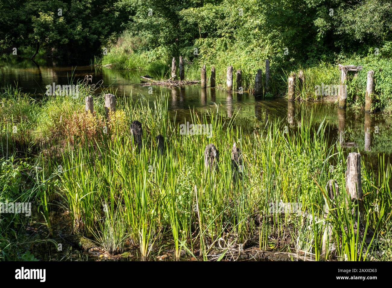 The remains of the Bridge, wooden poles stick out of the water. old ...