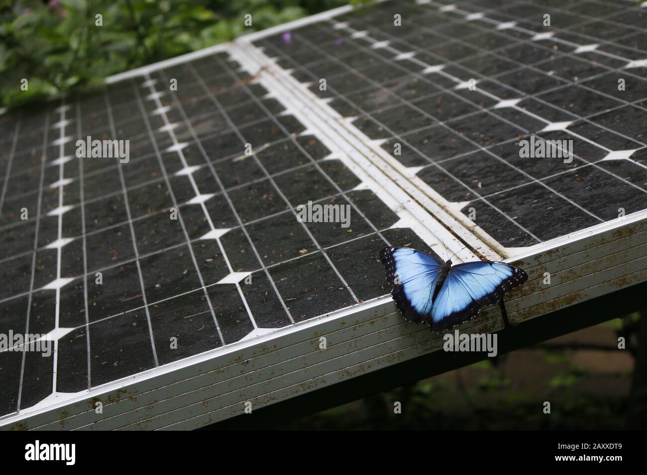 Blue morpho butterfly sun hi-res stock photography and images - Alamy
