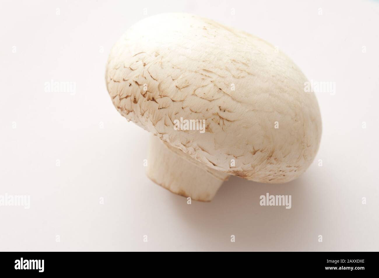 Agaricus bisporus mushroom hi-res stock photography and images - Alamy