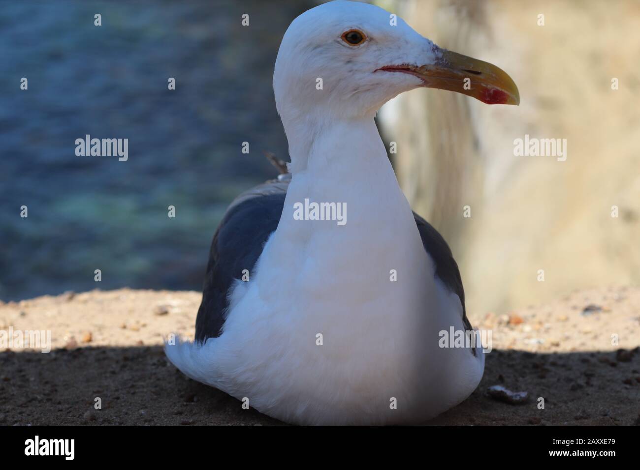 Beautiful white seagull laying down on a rock over the ocean Stock ...