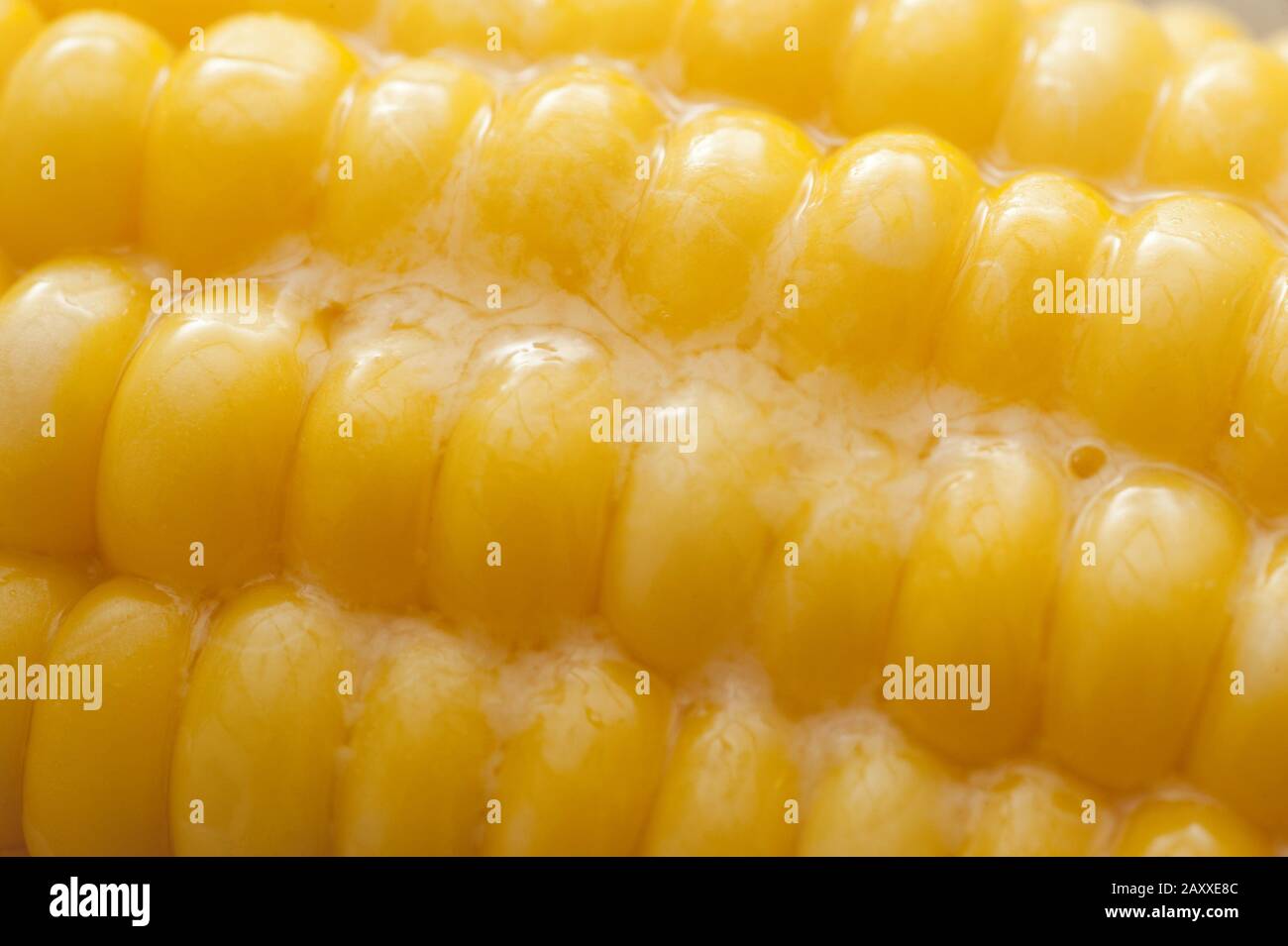 Macro full frame close up view of melted butter on hot sweet corn ...