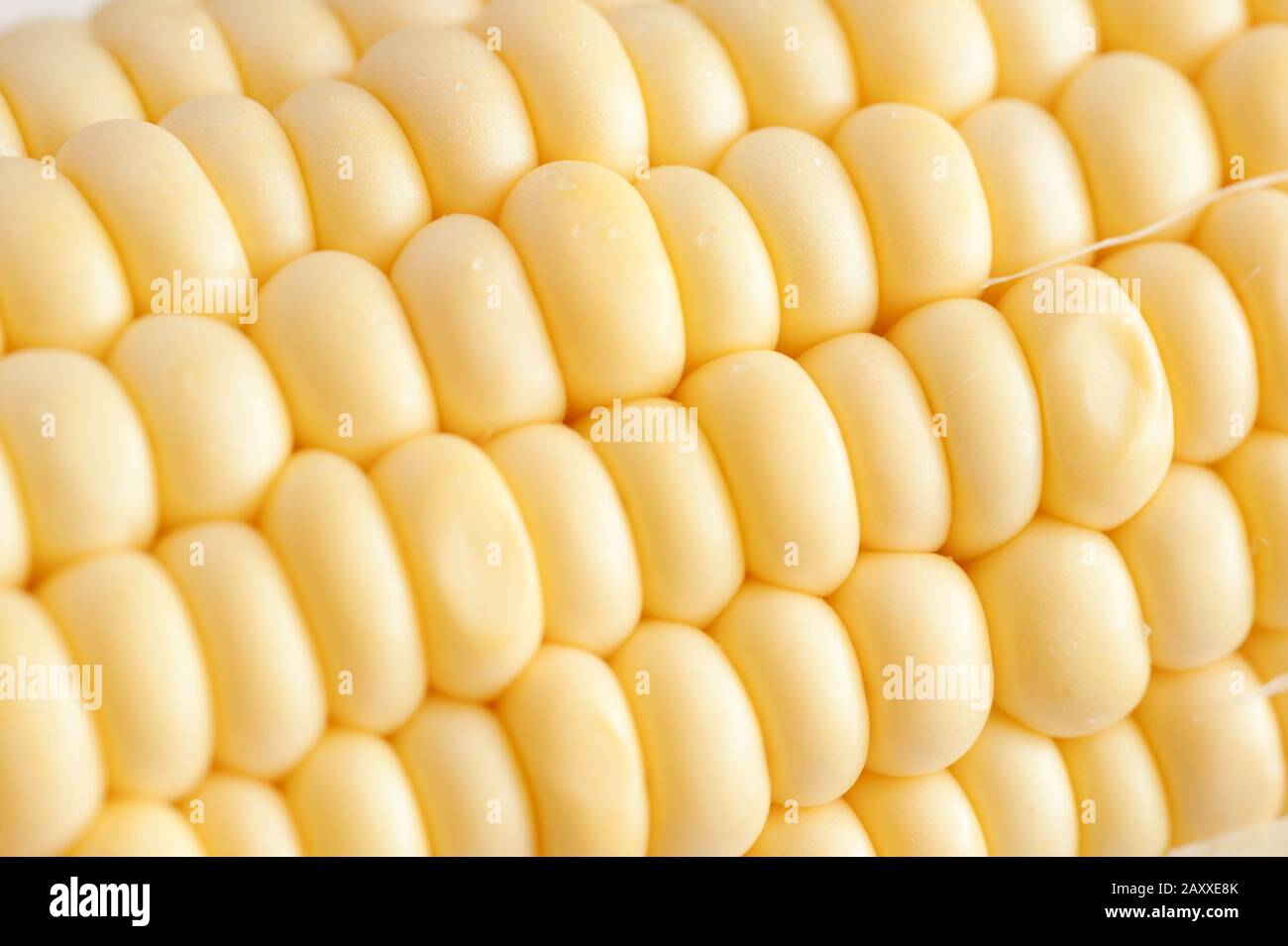 Full frame closeup detail and texture of fresh raw sweet corn kernels ...