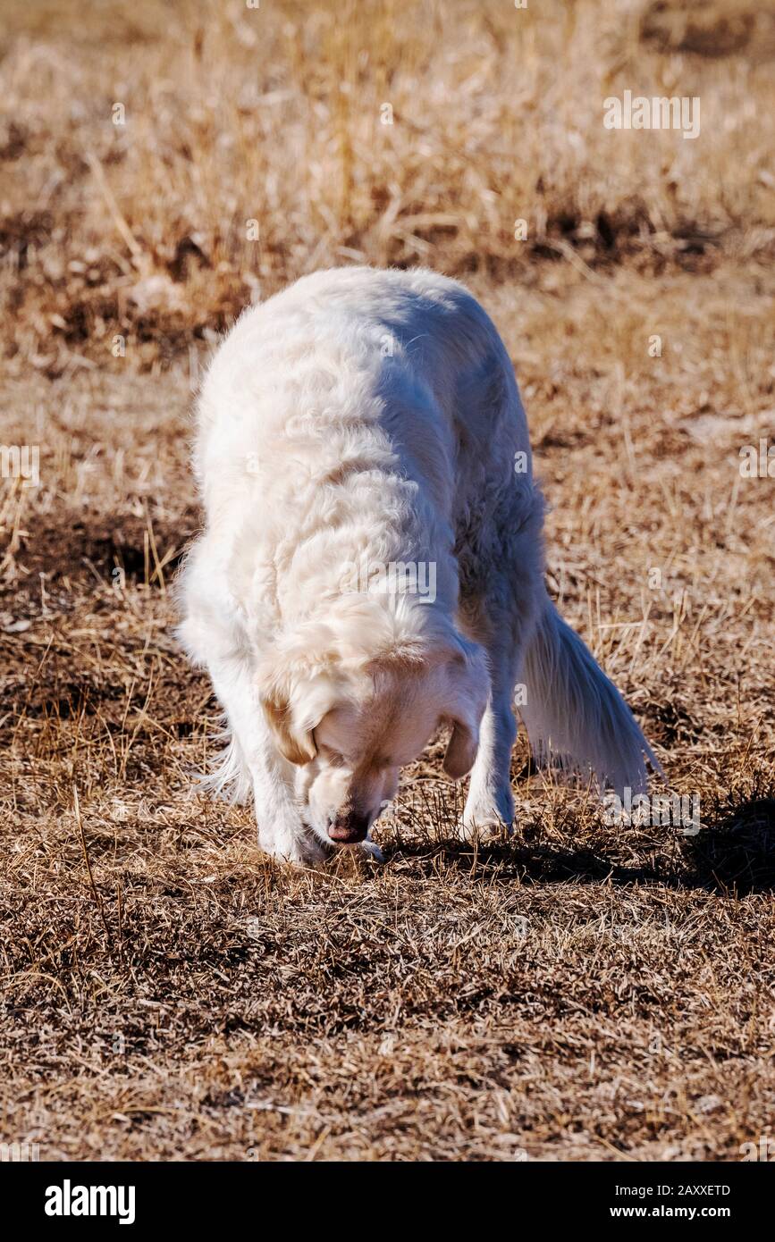 Golden retriever digging hi-res stock photography and images - Alamy