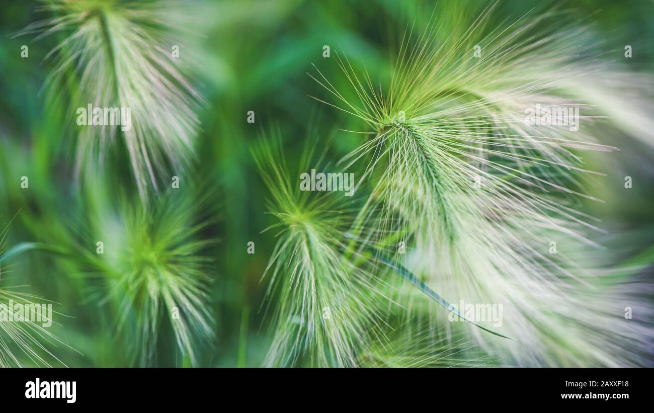 Herbaceous plant barley maned. Picturesque grass with a long shiny ...