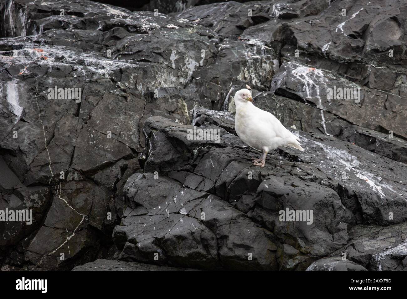 Antarctica sea animals hi-res stock photography and images - Alamy