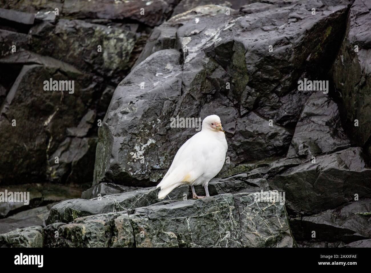 Snowy sheathbill (Chionis albus) Antarctica Stock Photo - Alamy