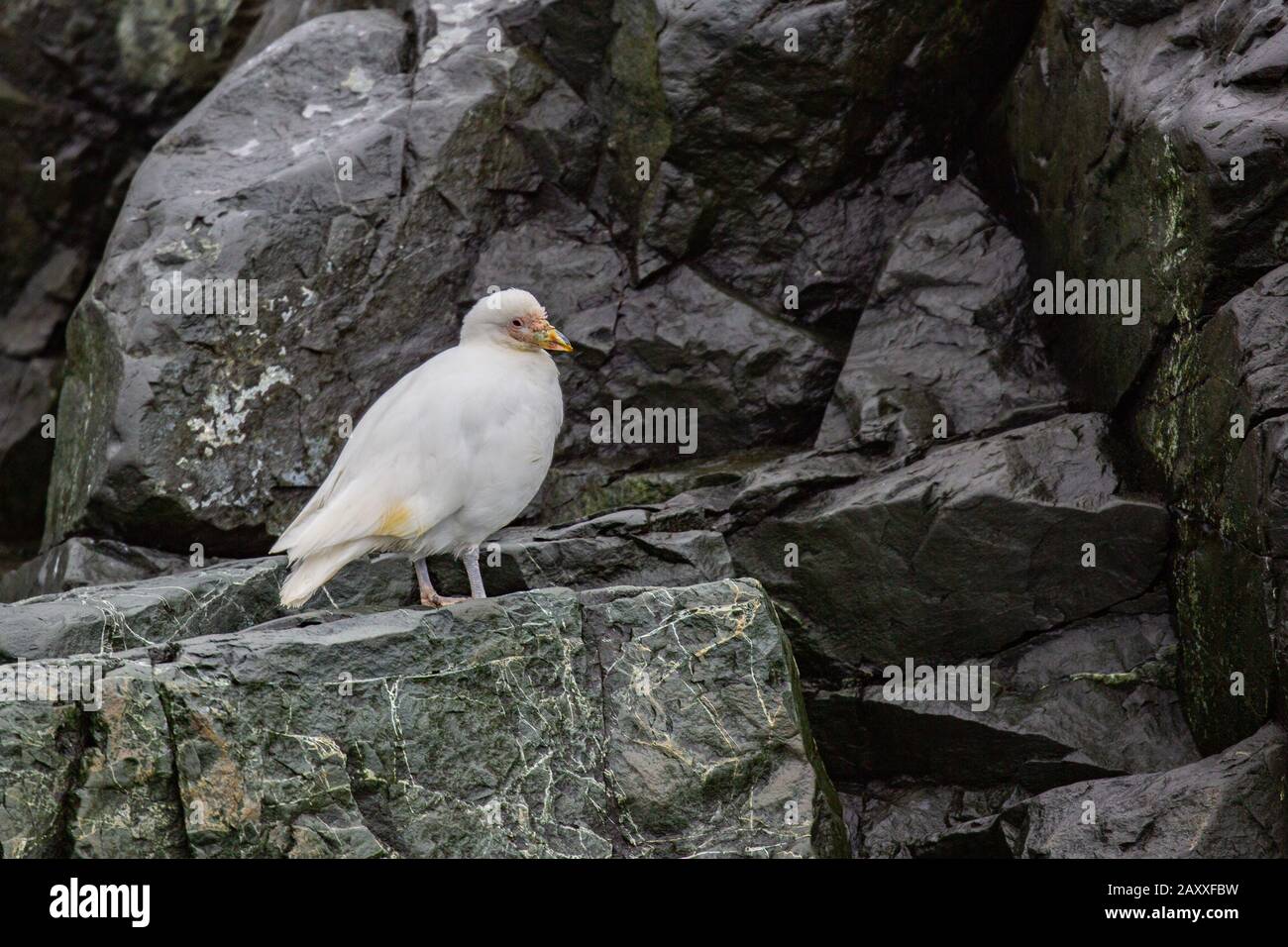 Antarctica sea animals hi-res stock photography and images - Alamy