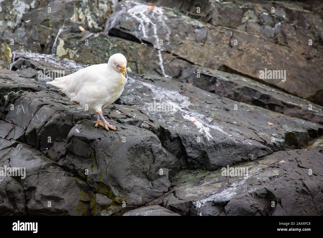 Snowy sheathbill (Chionis albus) Antarctica Stock Photo - Alamy