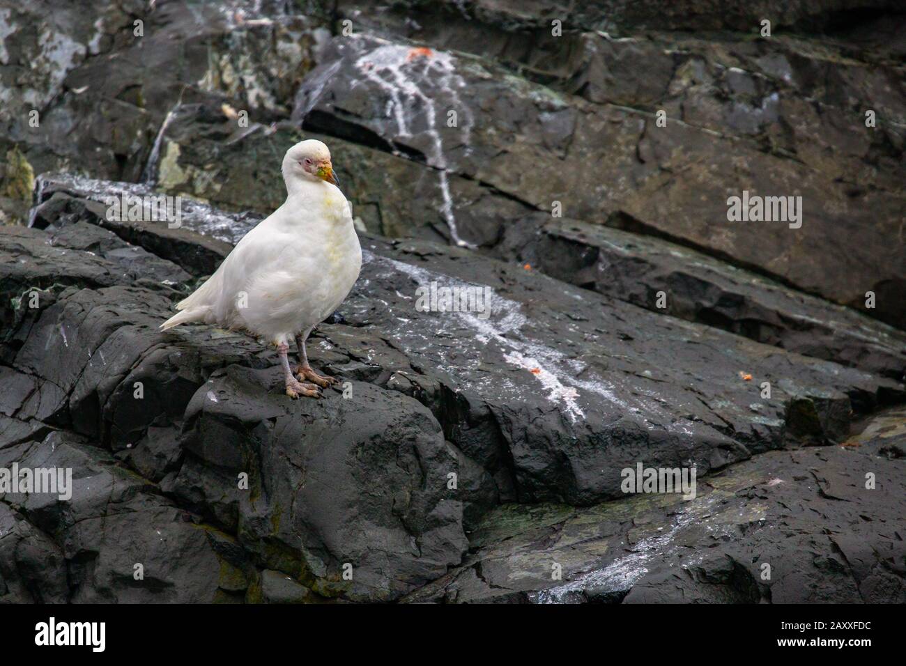 Snowy sheathbill (Chionis albus) Antarctic Stock Photo - Alamy