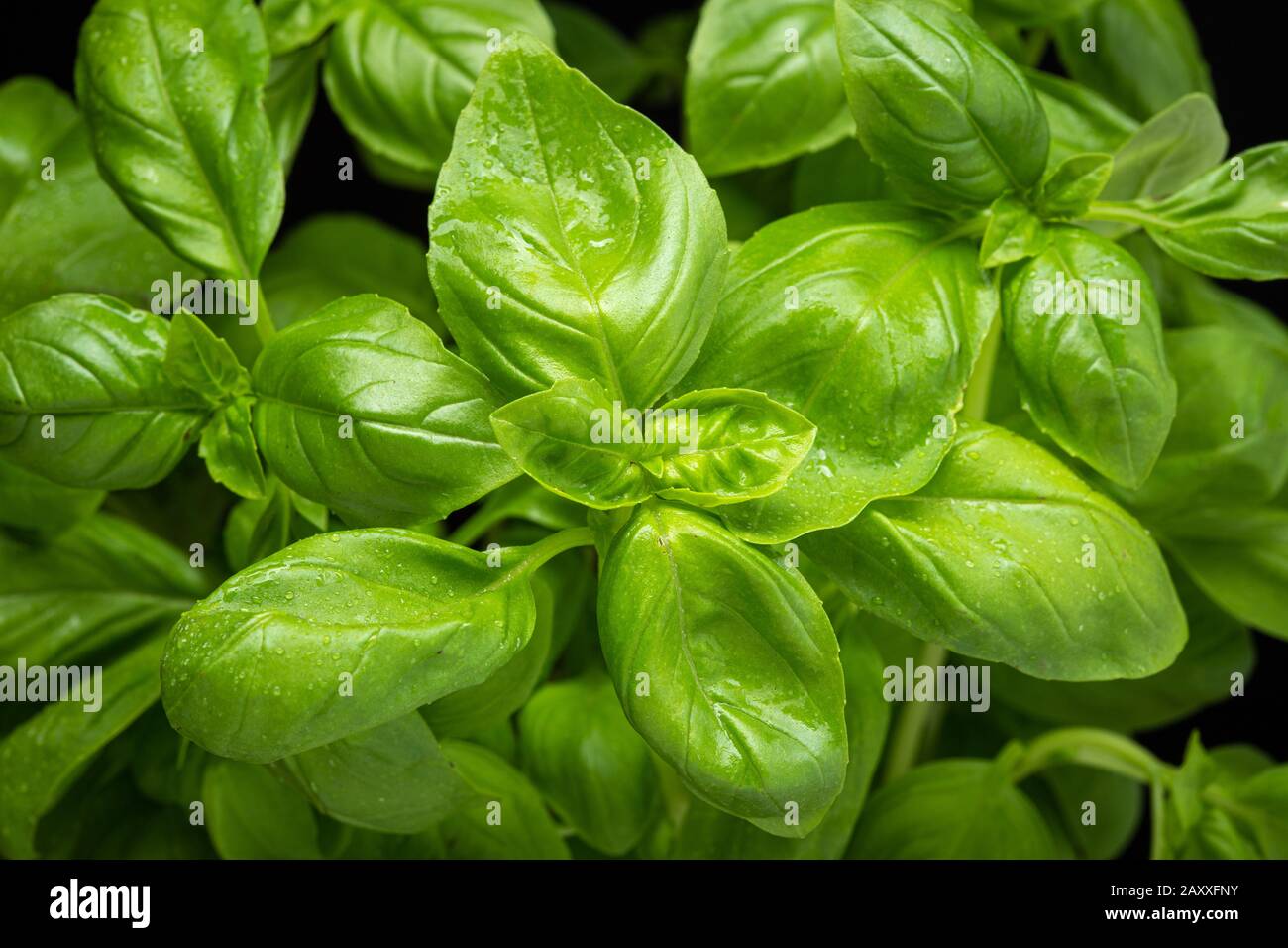 Fresh basil herb close up. Ocimum basilicum Stock Photo - Alamy