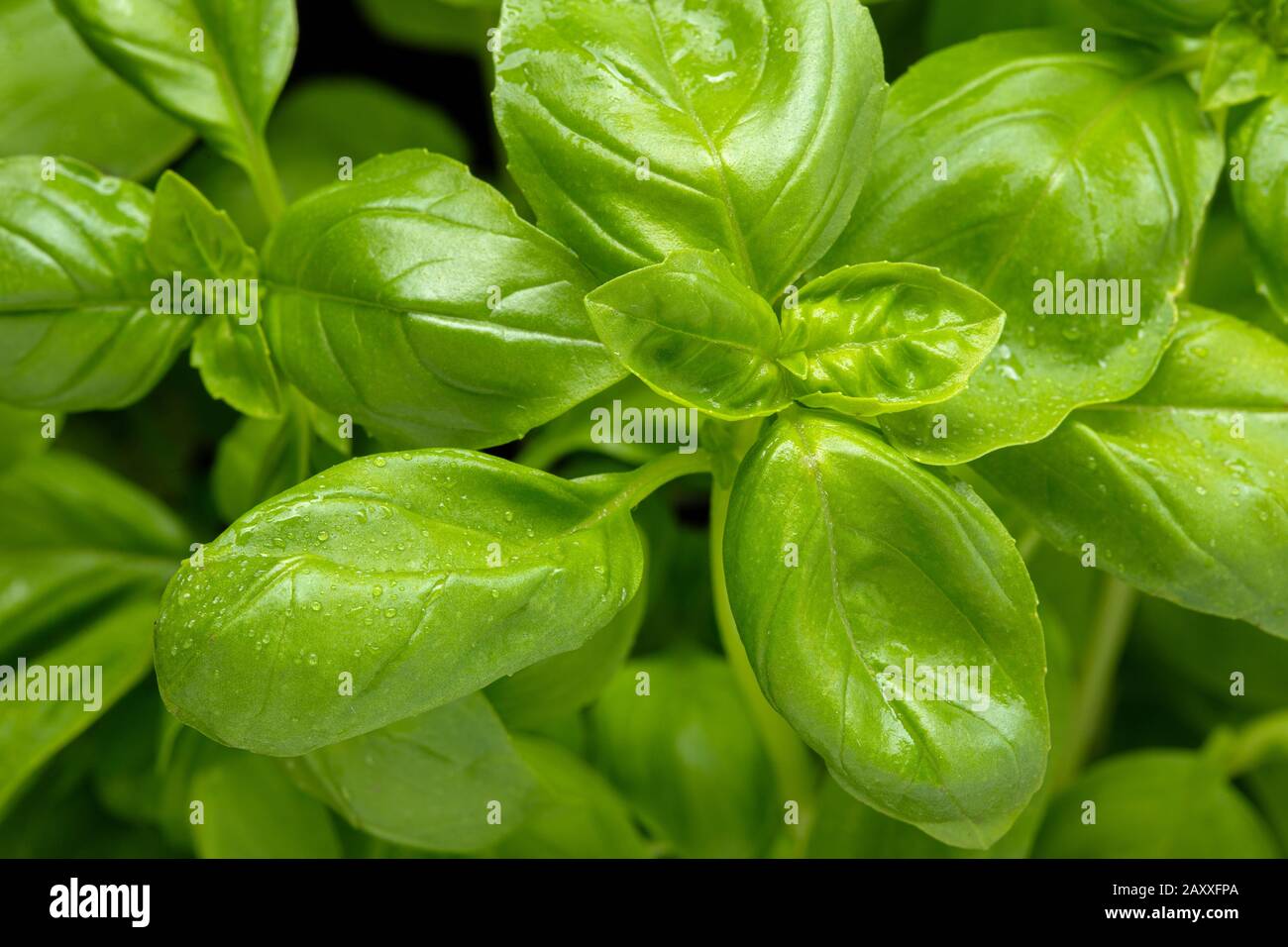 Fresh basil herb close up. Ocimum basilicum Stock Photo - Alamy
