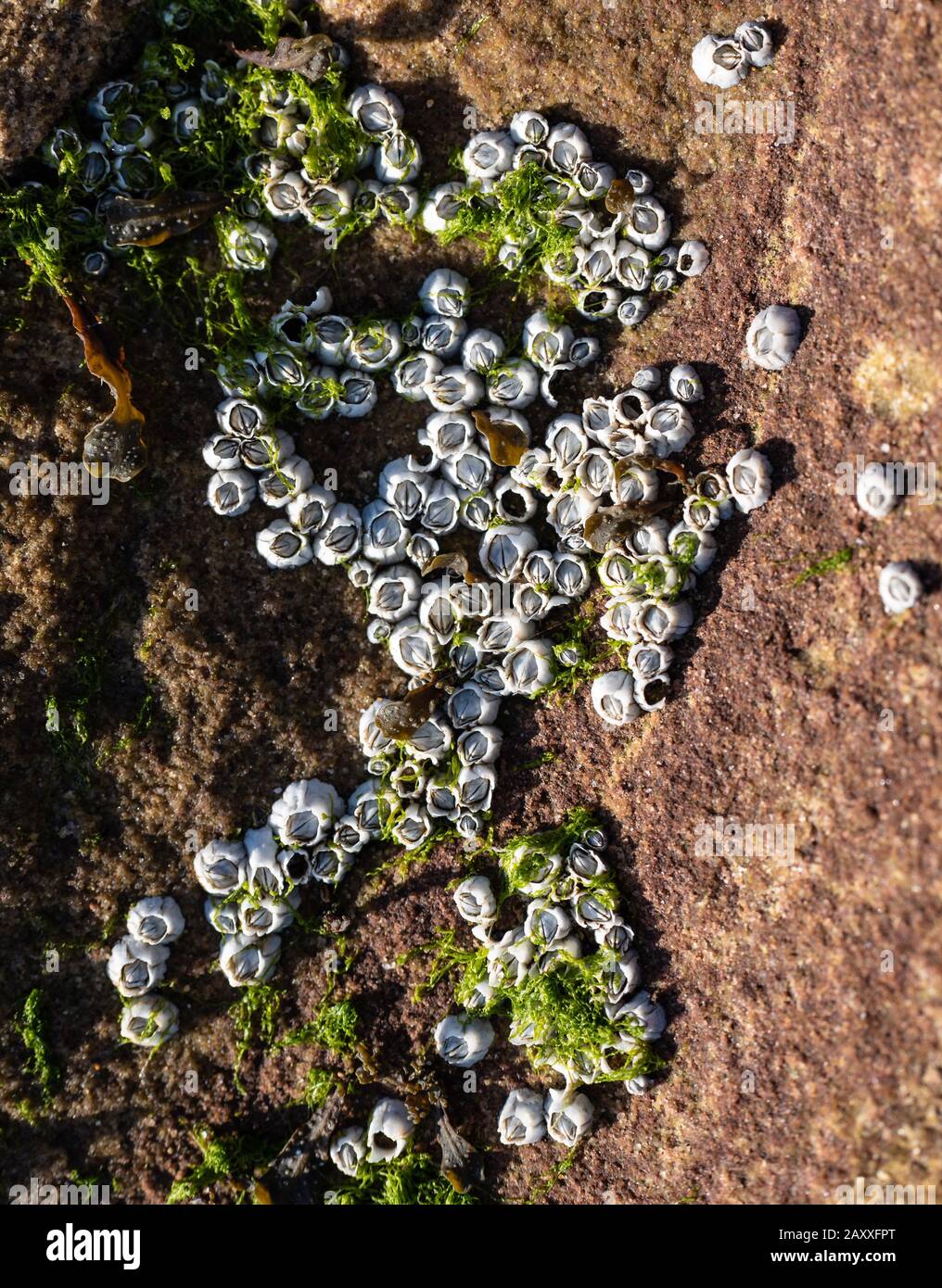Miniature barnacles hi-res stock photography and images - Alamy