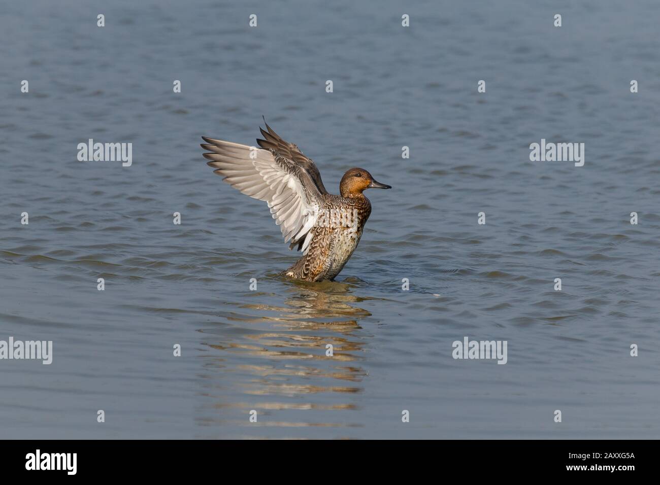 The female teal (Anas crecca) duck flaps its wing in its morning wash ...