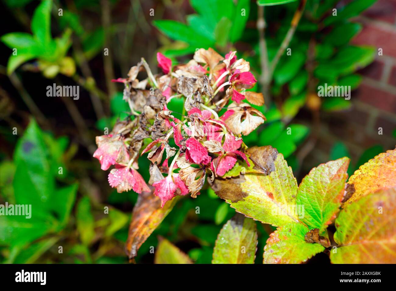 Dying hortensia hi-res stock photography and images - Alamy