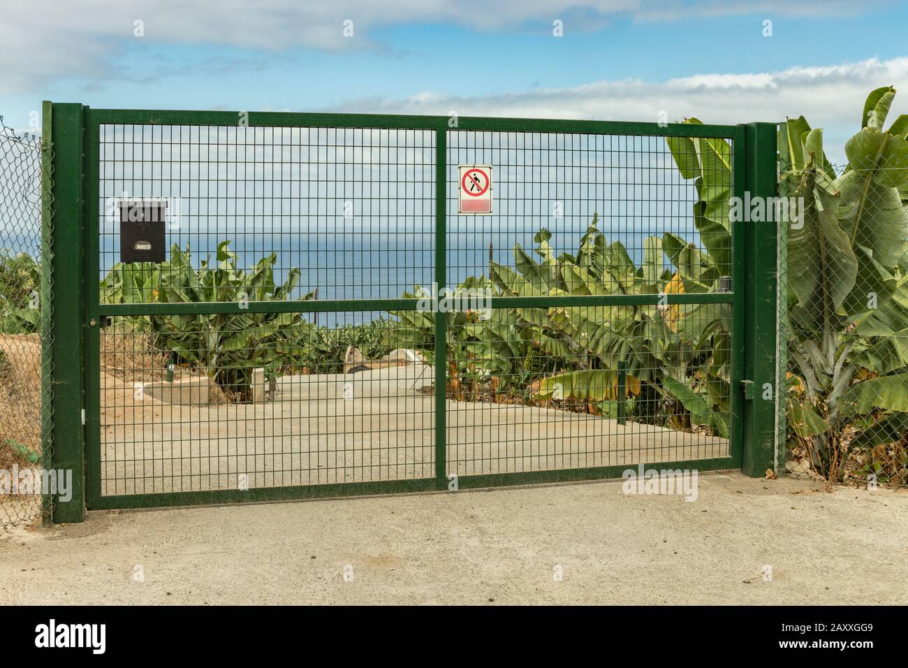 Concrete road - entry to a banana plantation. A green metal gate closes ...