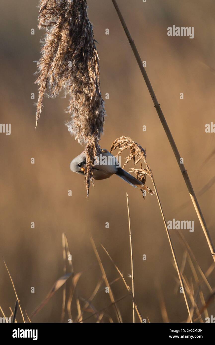 The male bearded reedling (Emberiza schoeniclus) shows off his ...