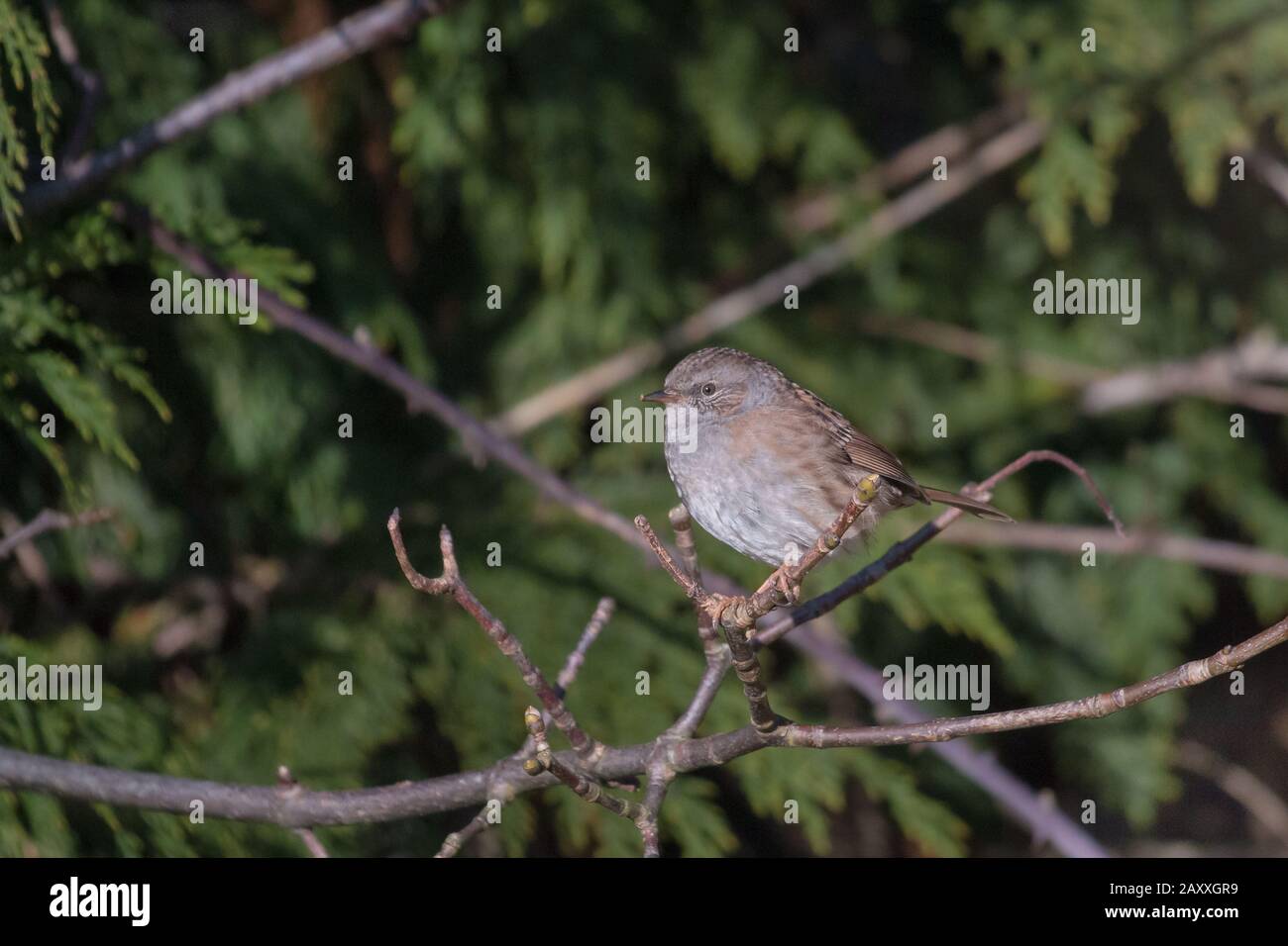 A close up image of a dunnock (Prunella modularis). This little bird is ...