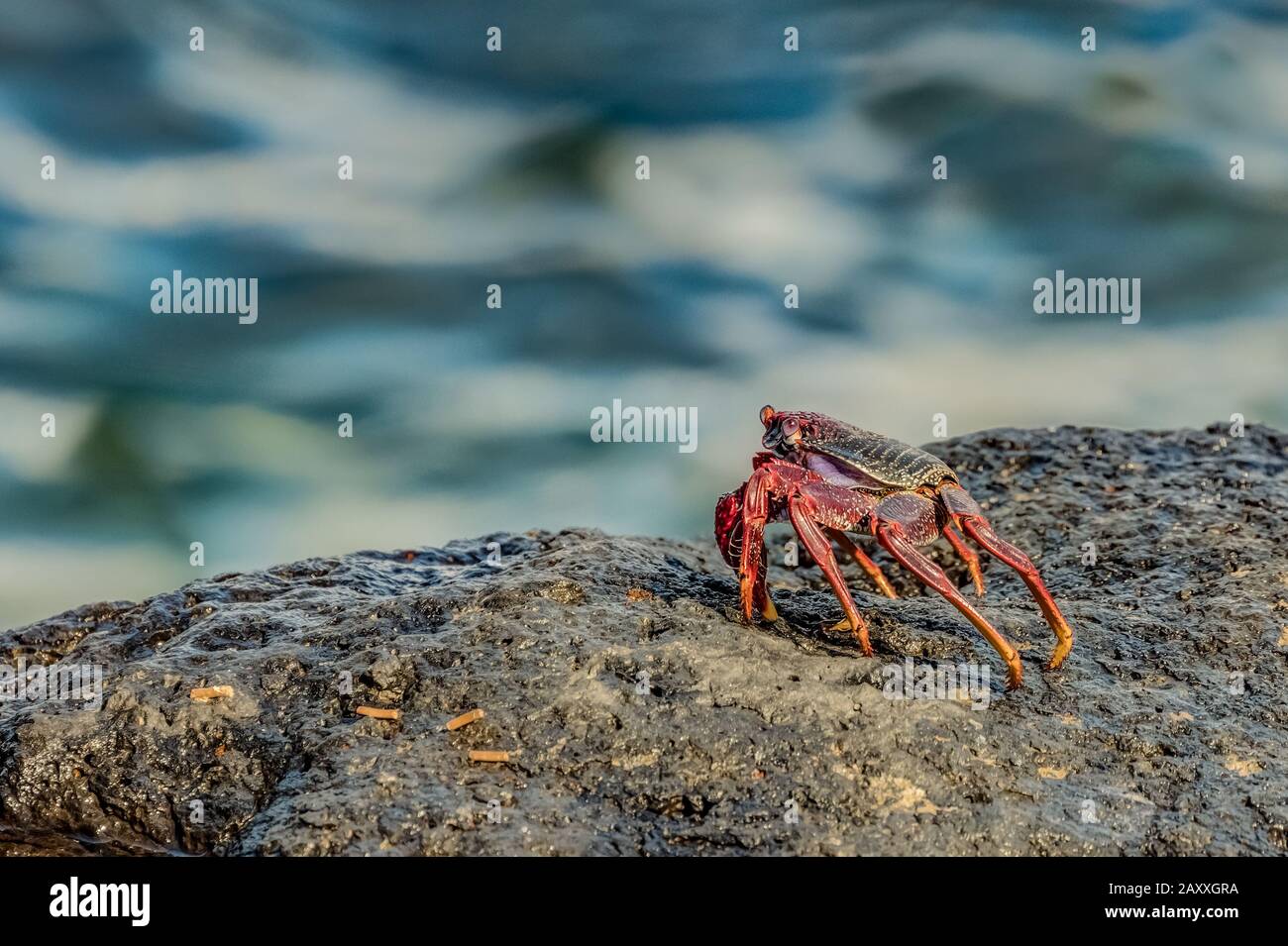 Red crab habitat hi-res stock photography and images - Alamy
