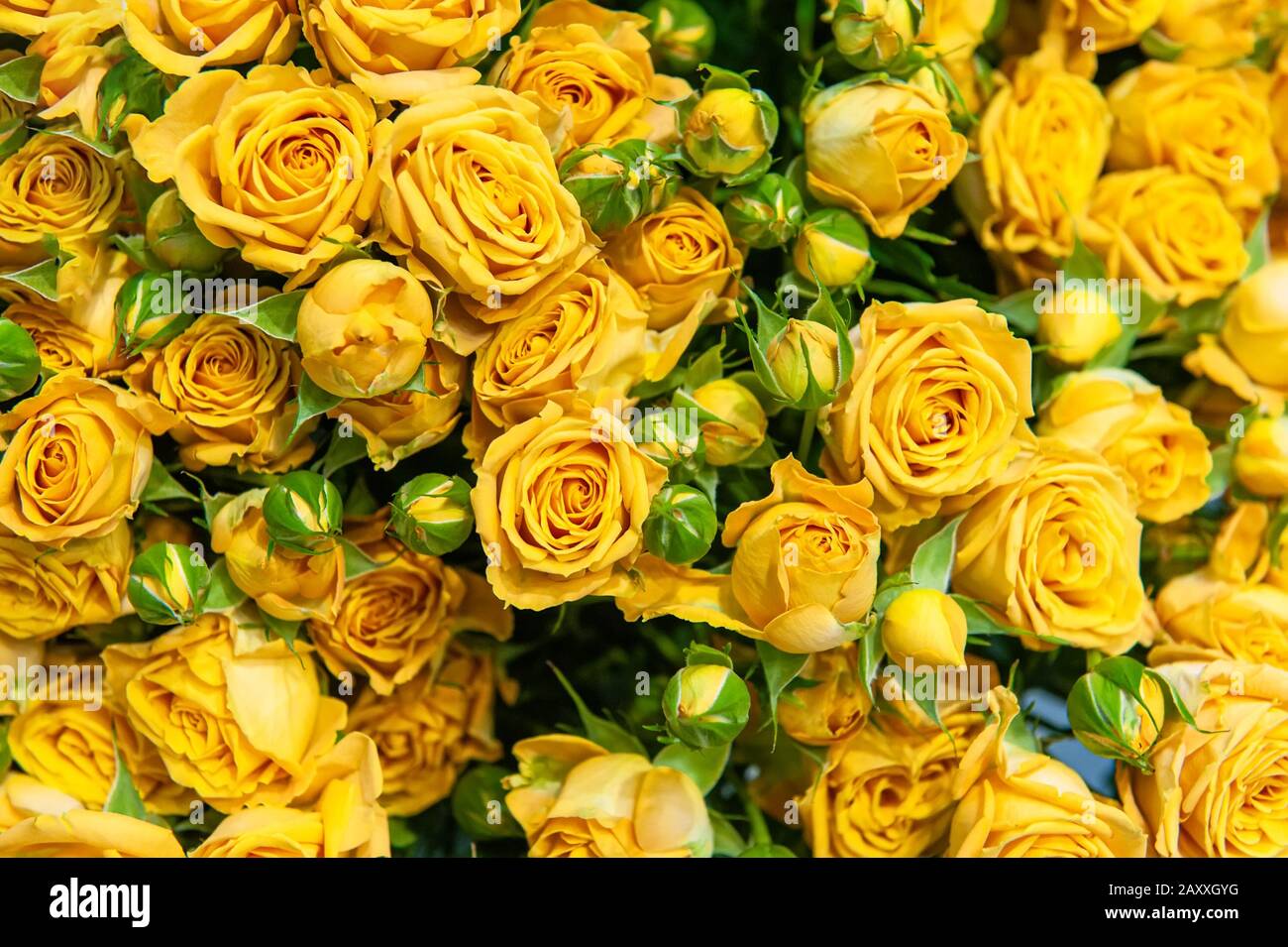Beautiful Yellow Roses Wallpapers