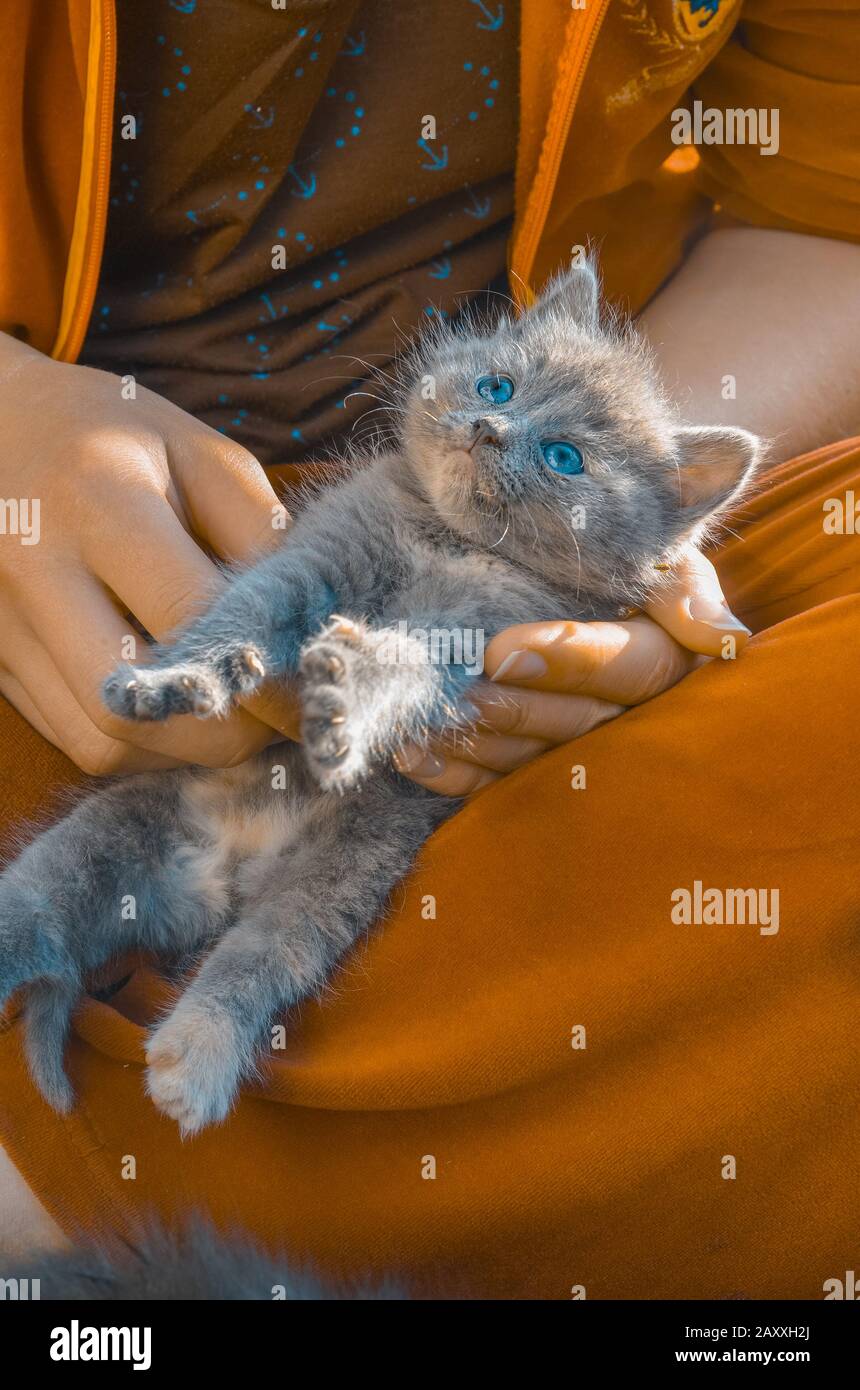 Village cat resting. Lovely cat in human hands. Hand playing with cat ...