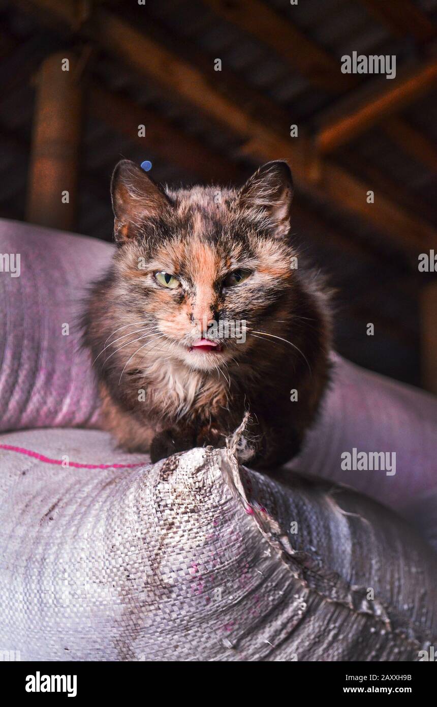 Dirty street cat walk in the streets hi-res stock photography and ...