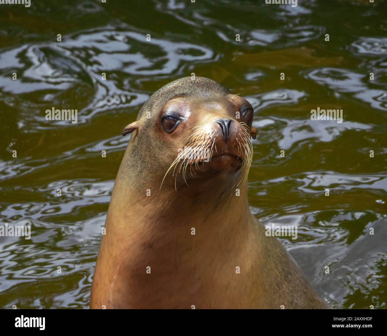 Lion marin hi-res stock photography and images - Alamy