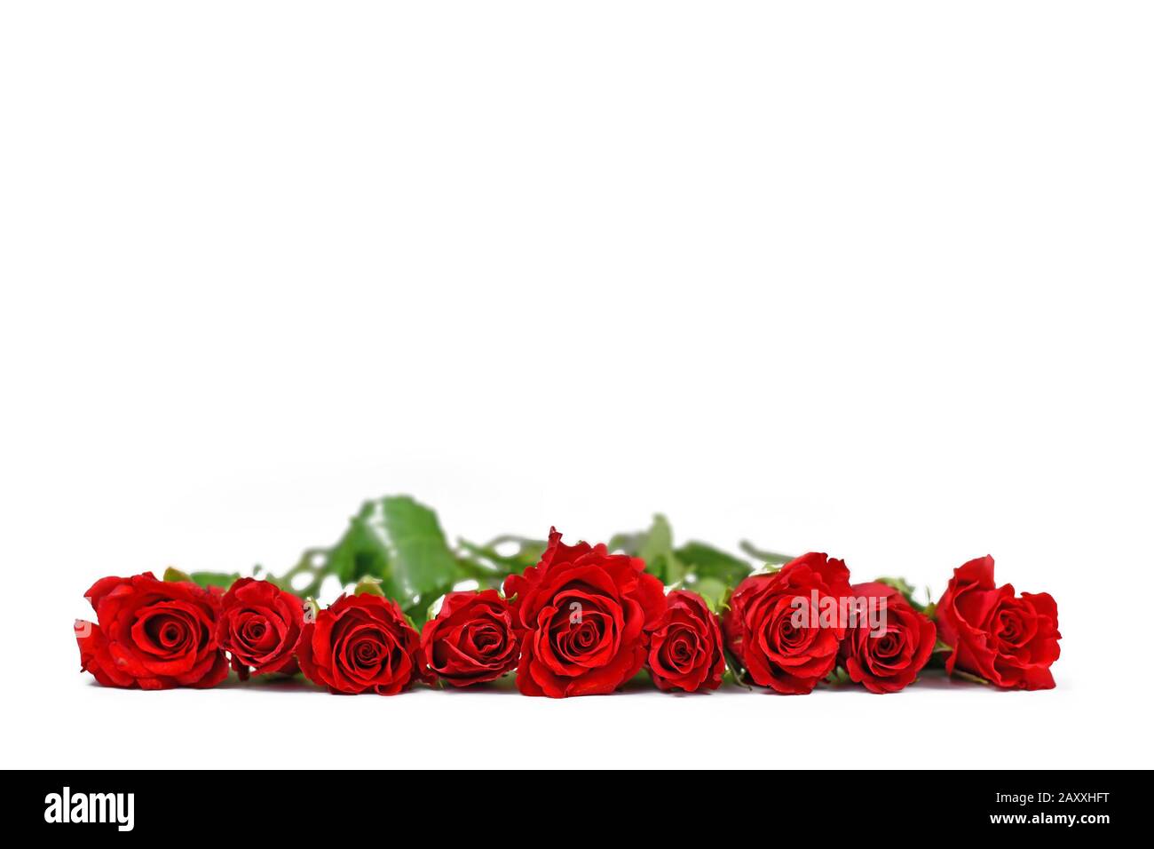 Red roses arranged in a row on white background Stock Photo - Alamy