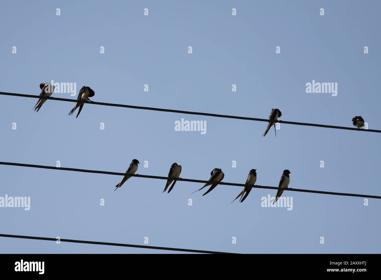 Animal electric wire hi-res stock photography and images - Alamy