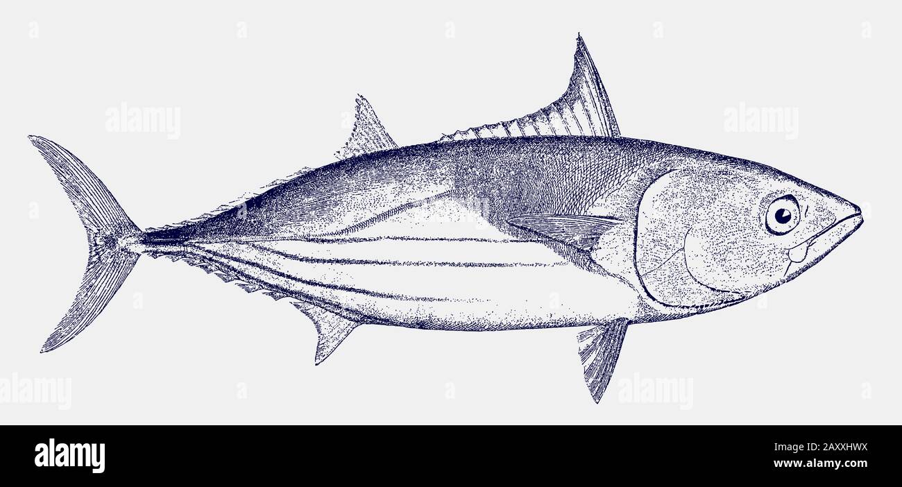 Skipjack tuna katsuwonus pelamis, an important food fish in side view ...