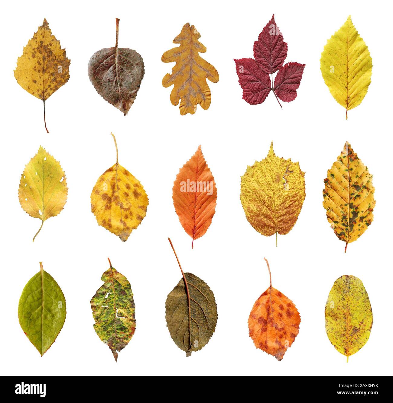 Colorful autumn leafs set isolated on white background. Autumn leaves ...