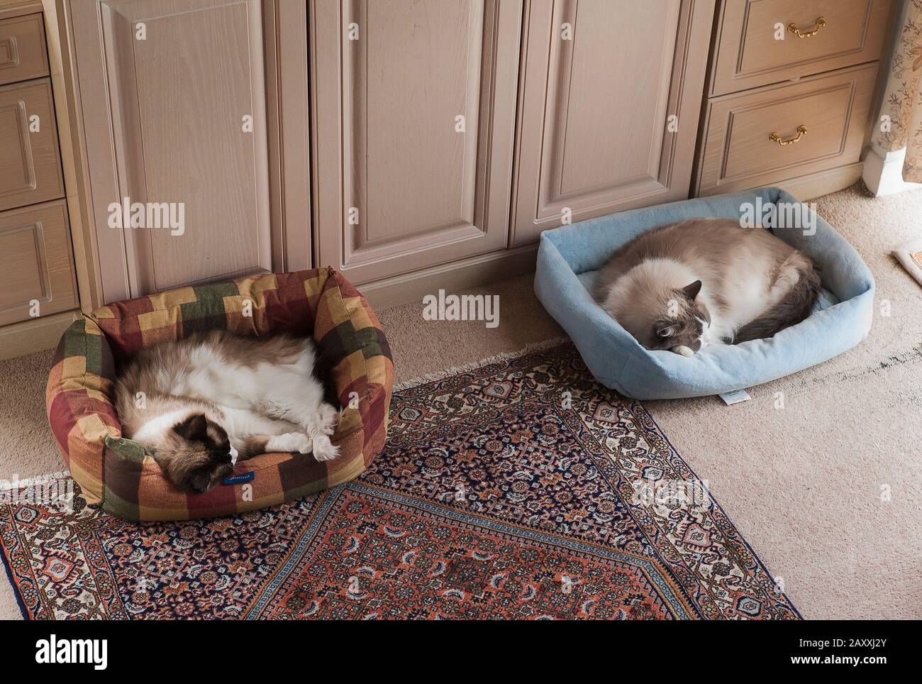 Two multi colored cats hi-res stock photography and images - Alamy