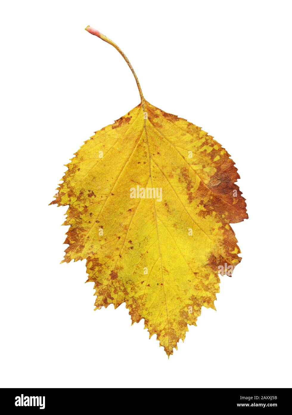 A hawthorn leaf isolated. Yellow fallen leaf of hawthorn tree isolated ...