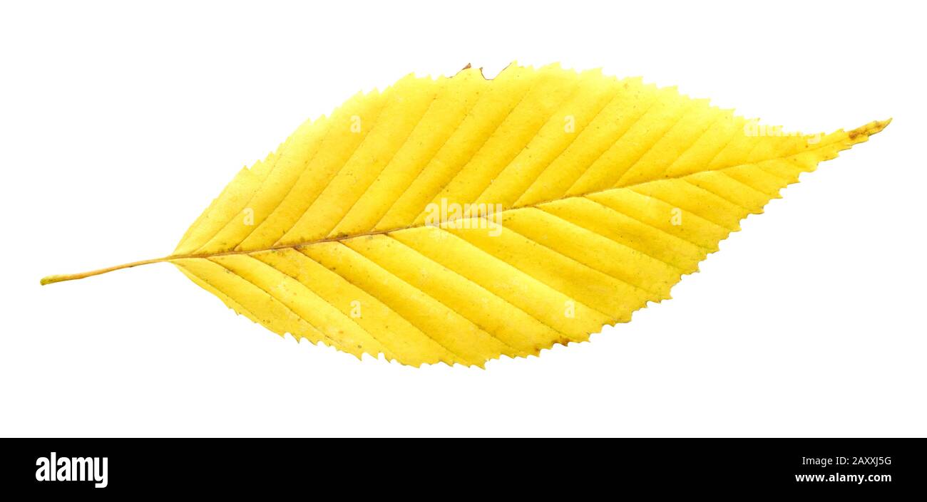Leaf of elm tree. Elm tree autumn leaf isolated on white background ...
