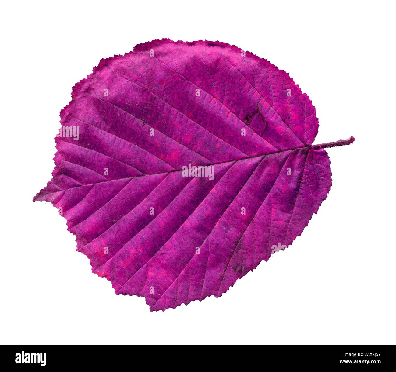 Alder purple leaf isolated on white. Beautiful bright colorful autumn ...