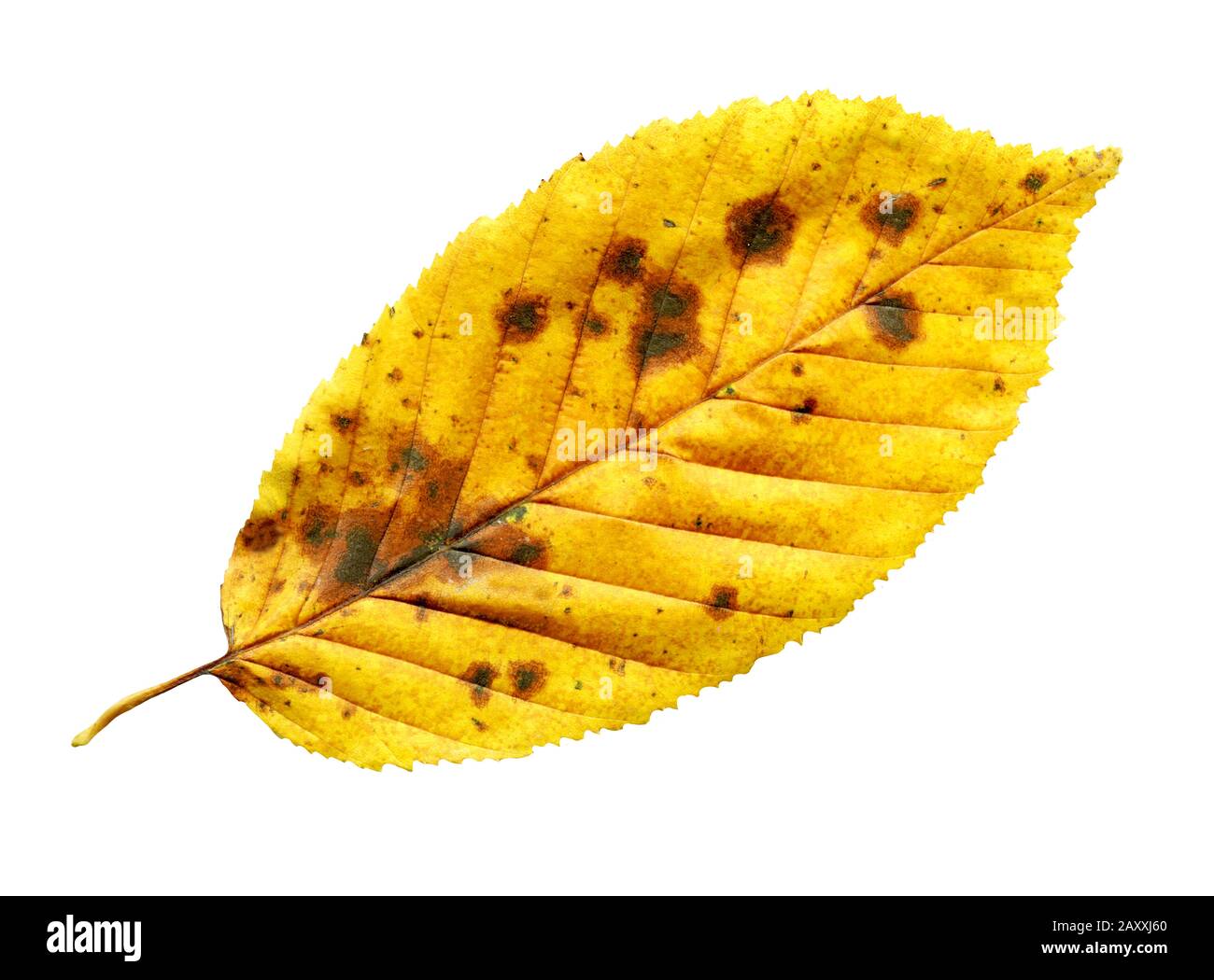 Elm tree leaf close up shot. Golden autumn colours elm tree leaf ...