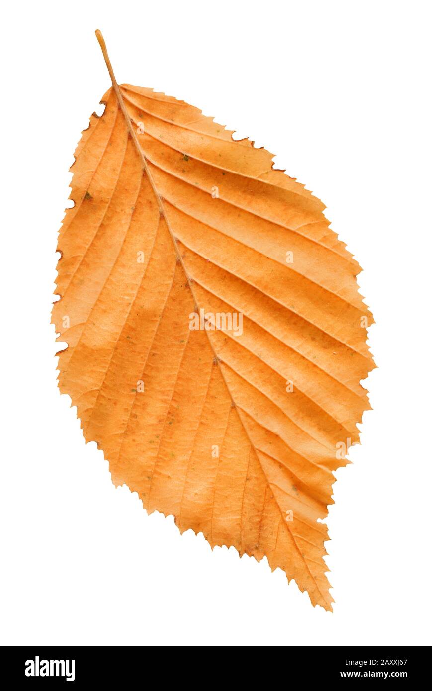 Leaf of elm tree. Elm tree autumn leaf isolated on white background ...