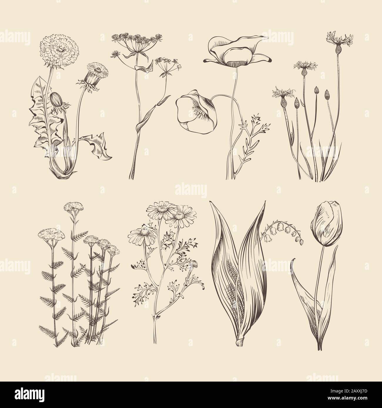 Wildflower vector vectors hi-res stock photography and images - Alamy