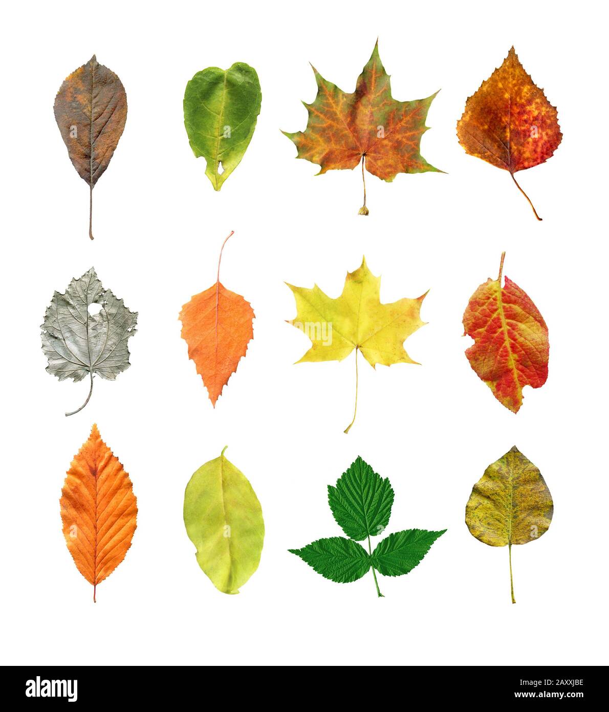 Collection of tree leaves isolated. Bright autumn leaves Stock Photo ...