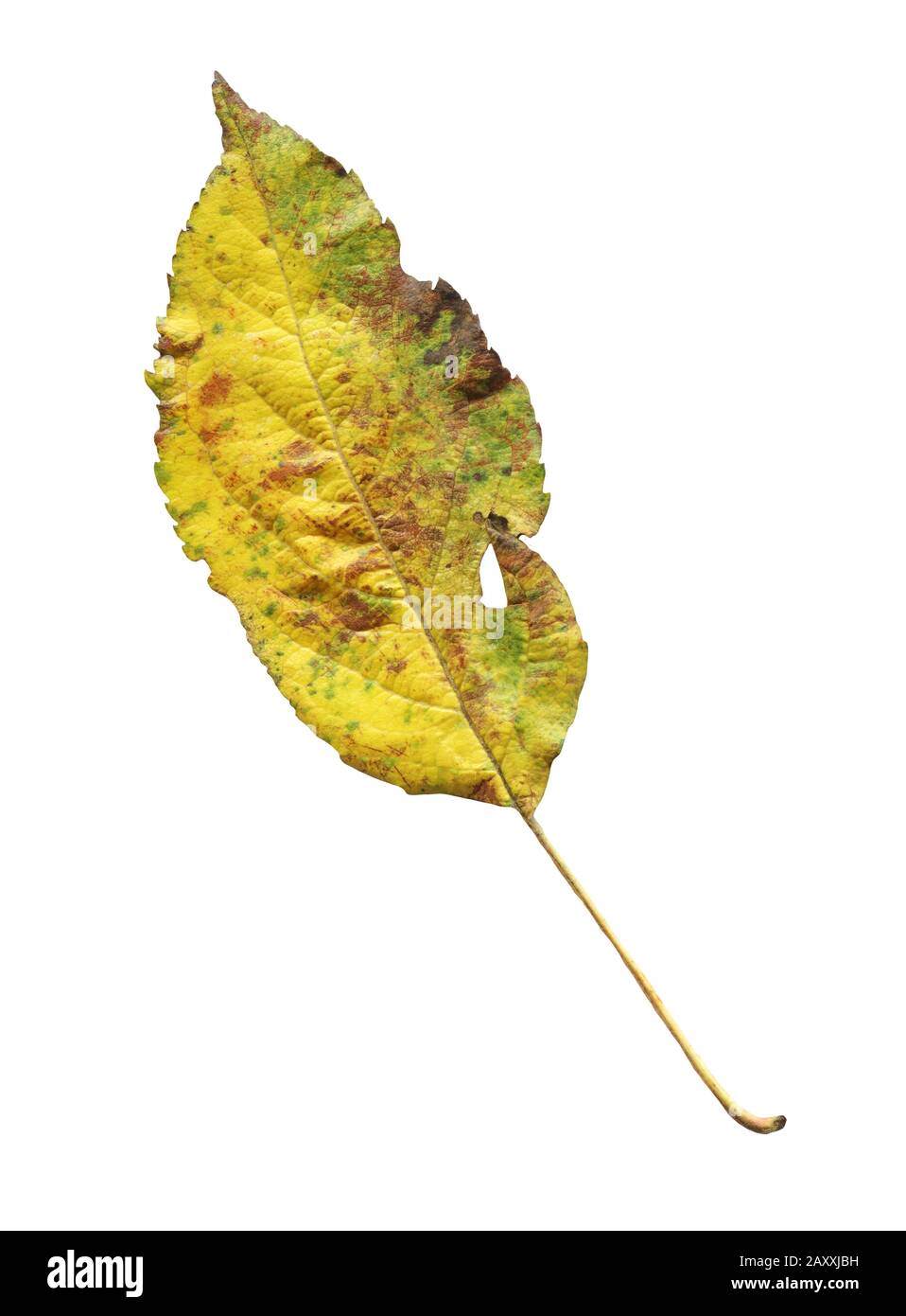 Colorful pear tree autumn leaves isolated on white. Autumn leaves of ...