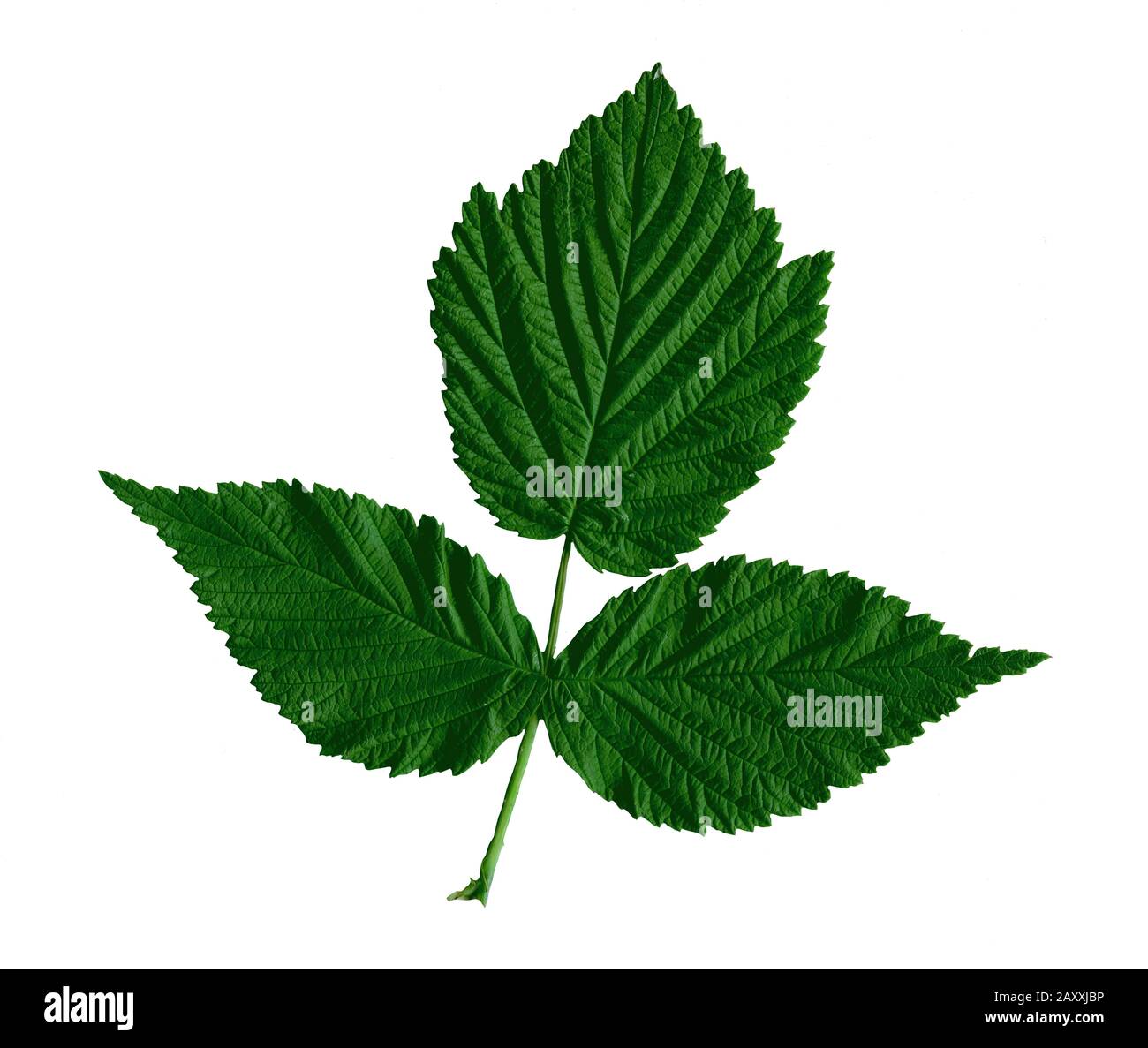 Raspberry green leaf isolated on white background Stock Photo - Alamy