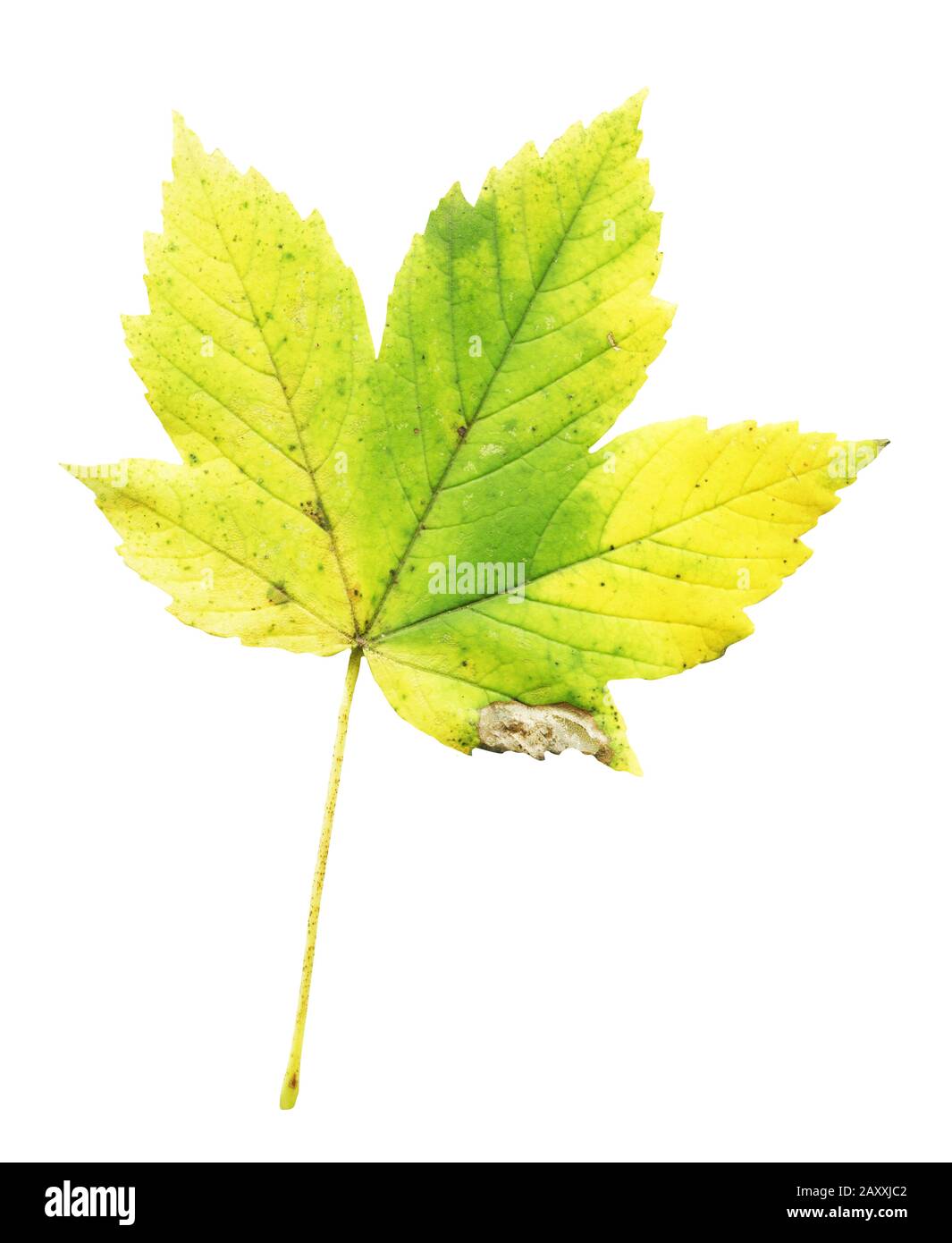 Autumn leaf of maple tree isolated on white. Maple leaf isolated on ...