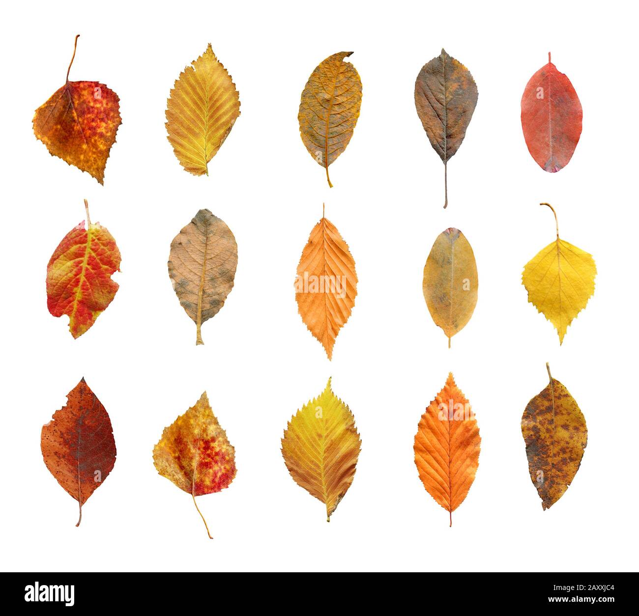Collection of tree leaves isolated. Bright autumn leaves Stock Photo ...