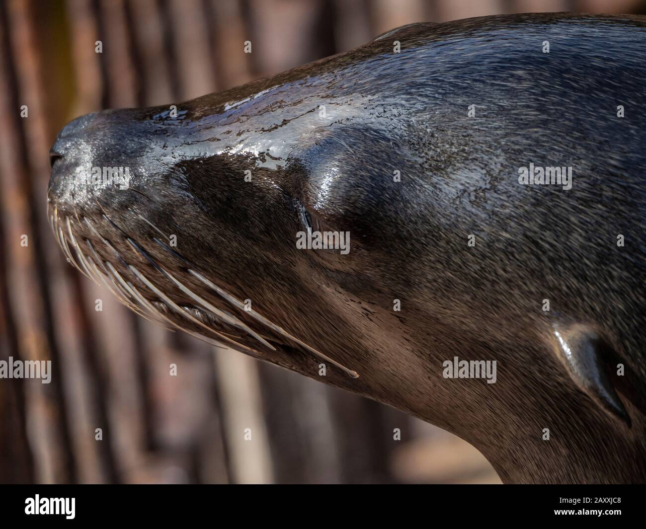 Lion marin hi-res stock photography and images - Alamy