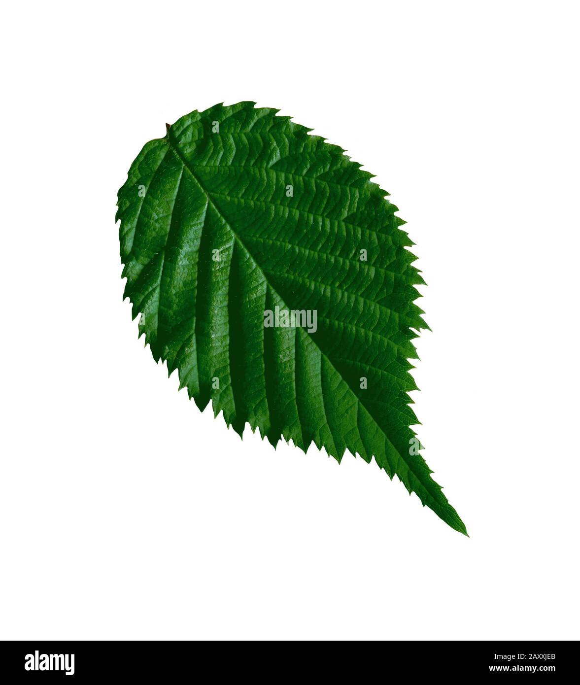 Fresh raspberry leaf isolated on white background Stock Photo - Alamy
