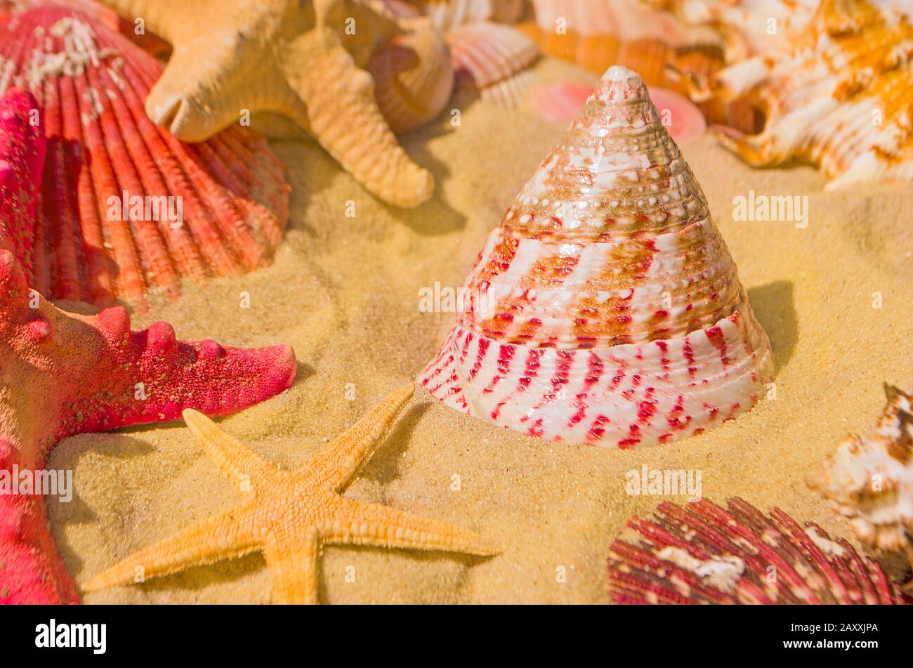 Summer concept of sandy beach, shells and starfish. Red starfish and ...