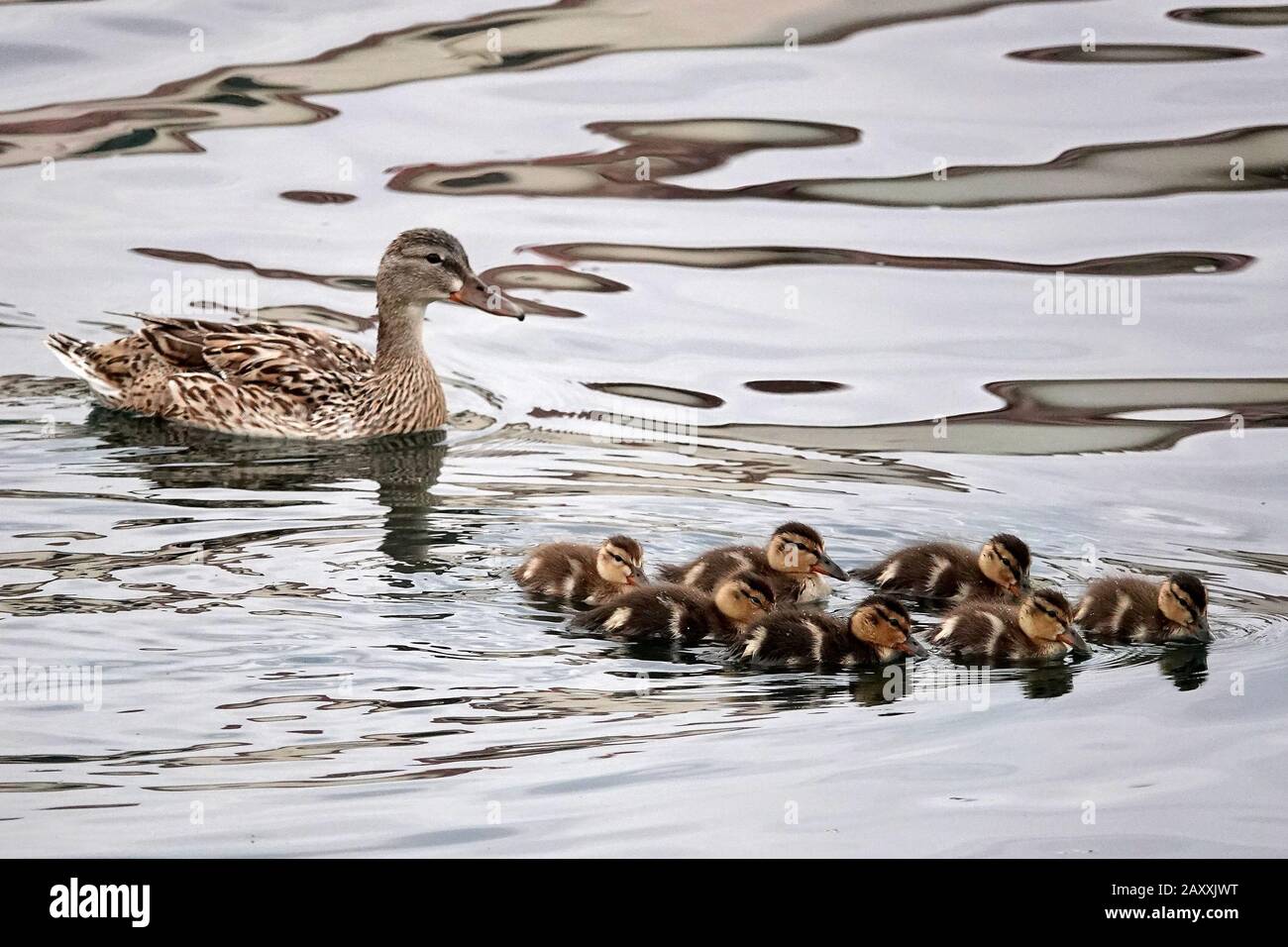Duck protecting ducklings hi-res stock photography and images - Alamy