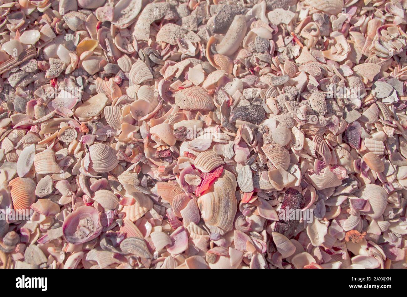 Summer concept of sandy beach, shells. Seashells on the sand Stock ...