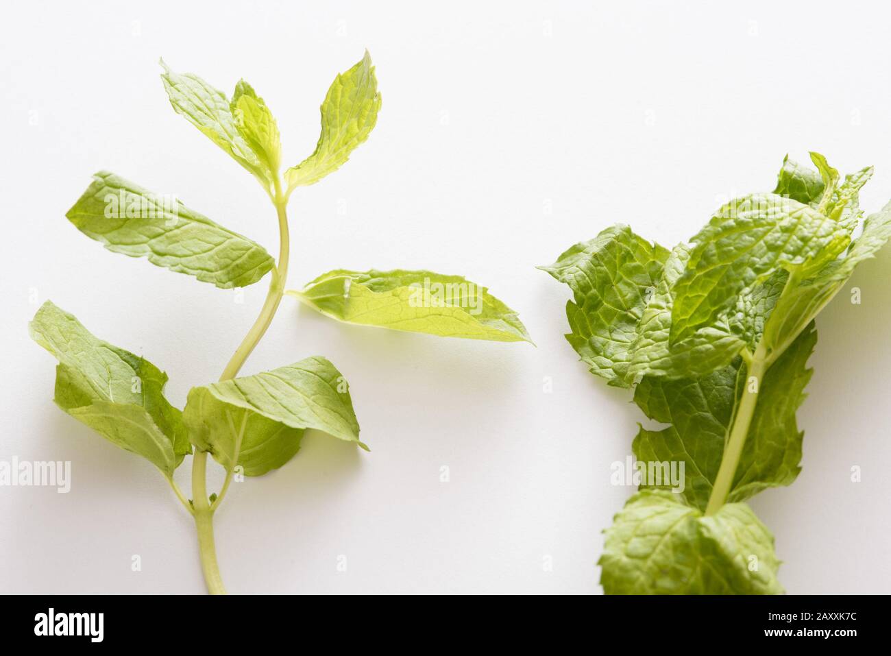 Sprigs of peppermint hi-res stock photography and images - Alamy